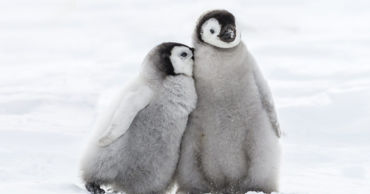 De pinguïn: kampioen ver-schijten - Technopolis