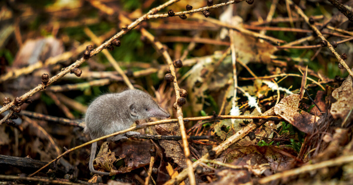 Krimpend brein in de winter? - Technopolis